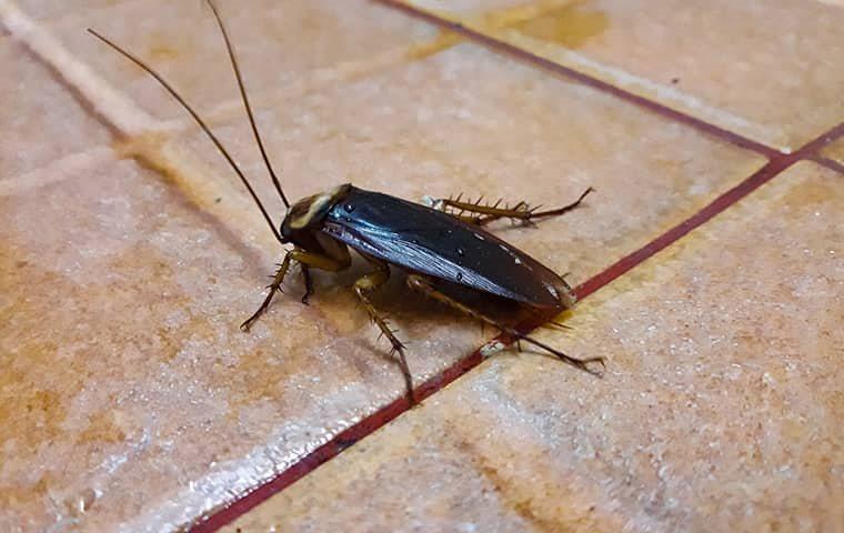 Mobile’s Complete Cockroach Prevention Guide | Ensec