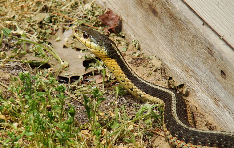 Snake Control 101: How To Keep Your Home Safe And Snake-Free In Mobile ...