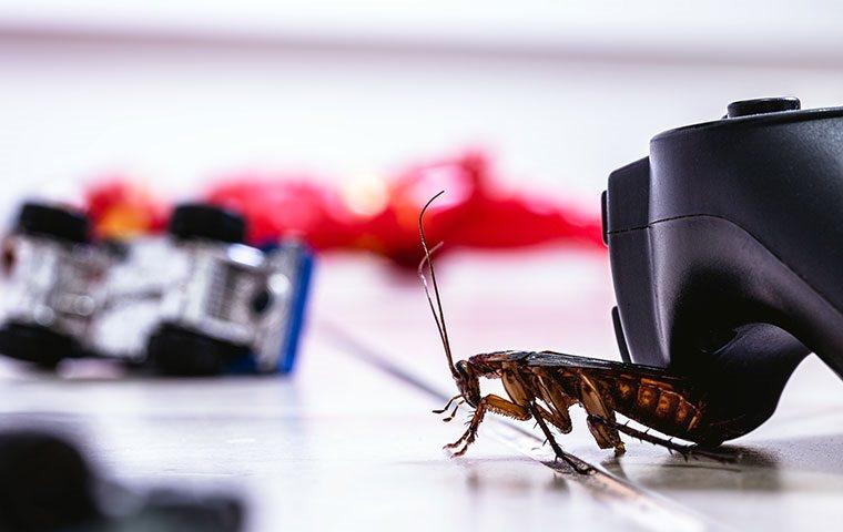 Are You Struggling To Deal With Cockroaches In Mobile? | Ensec