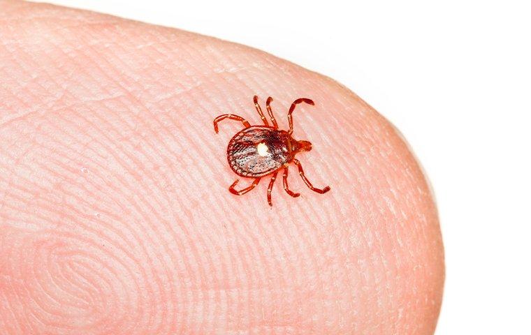 Is Natural Tick Control Effective In Mobile? | Ensec