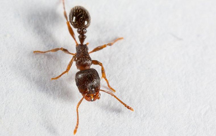 Everything You Need To Know About Fire Ants In Pensacola | Ensec