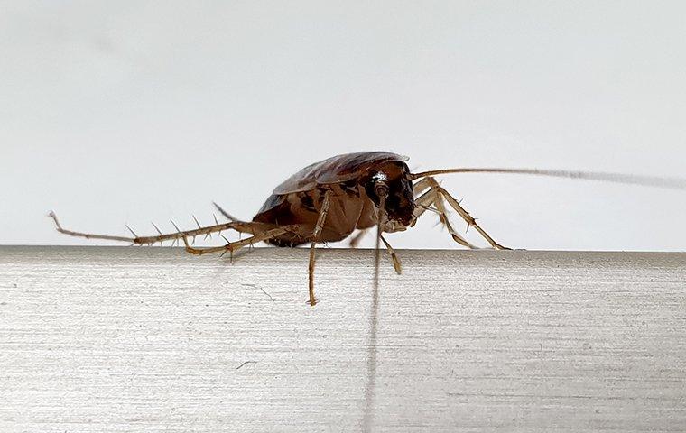 The Dangers Of The German Cockroach In Mobile, AL | Ensec