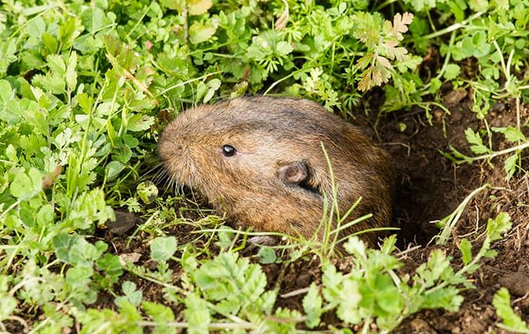 The Secret To Effective Rodent Control In Mobile | Ensec